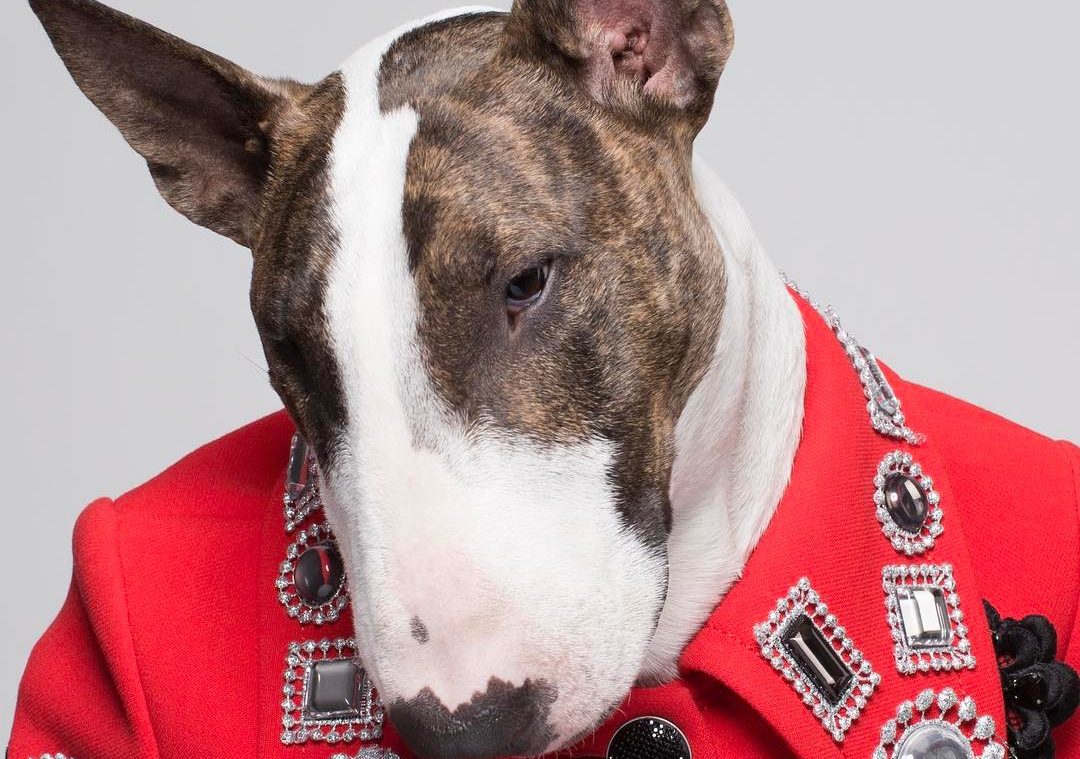 Diez perros de magnates de la moda que son su inspiración